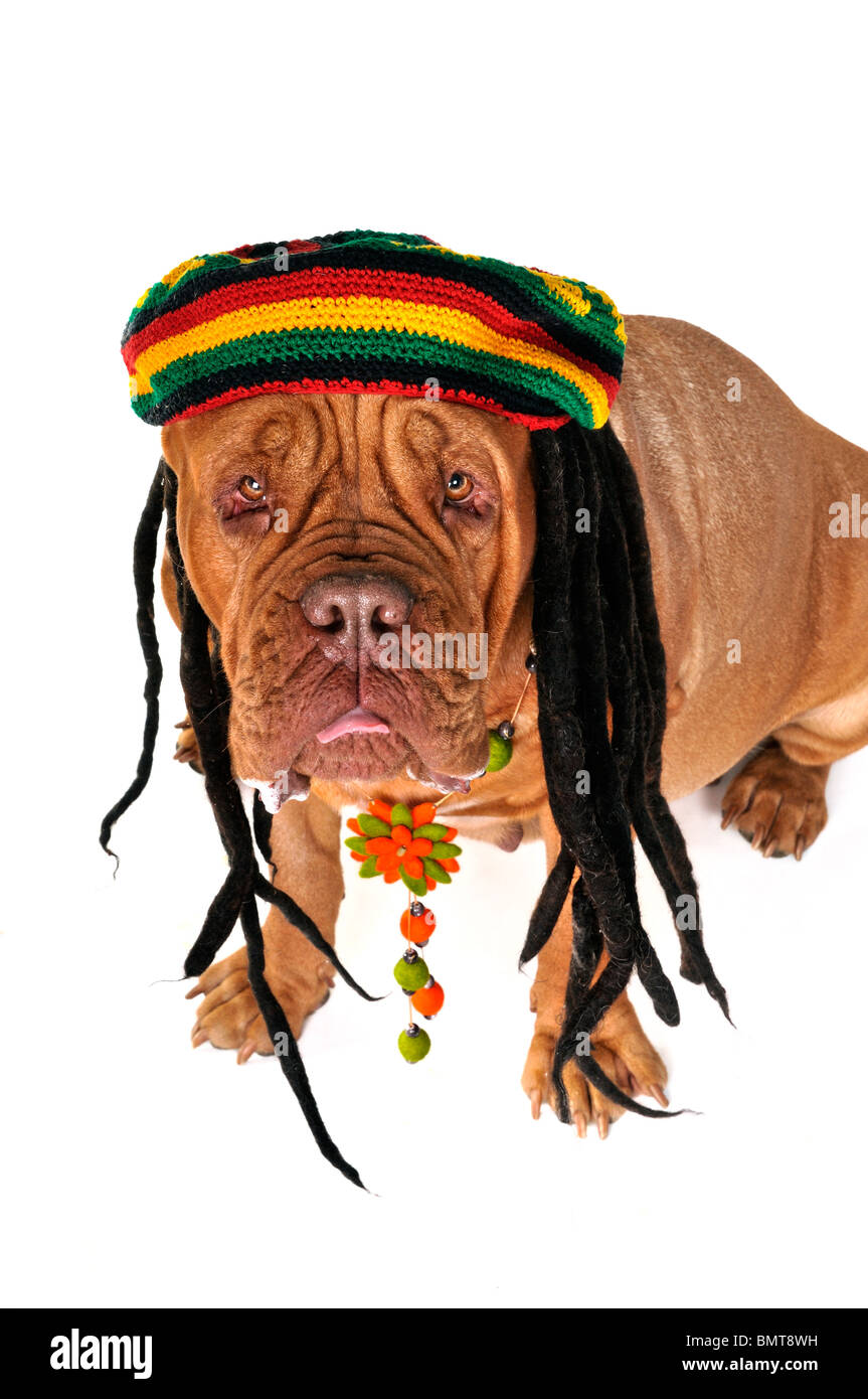 Dreadlocks on a dog hi-res stock photography and images - Alamy
