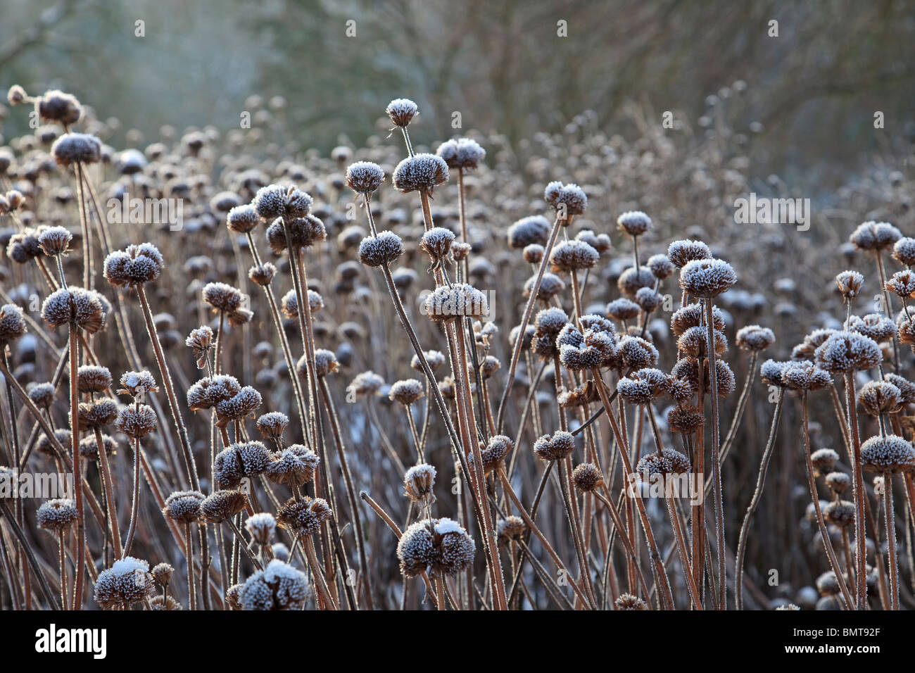 Monarda hi-res stock photography and images - Alamy