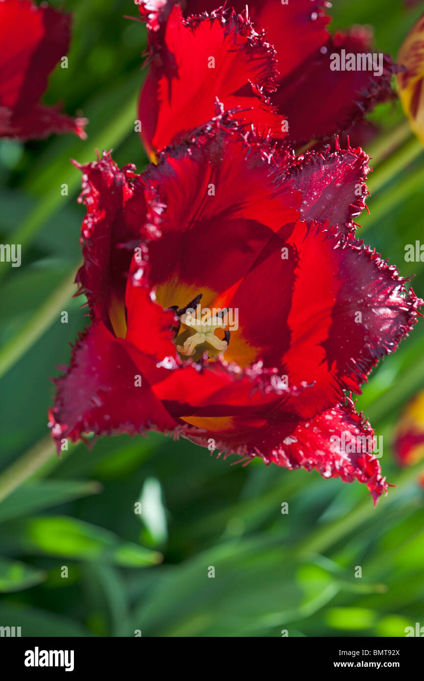 Spring - Vibrant red frilled edge Tulips Stock Photo - Alamy