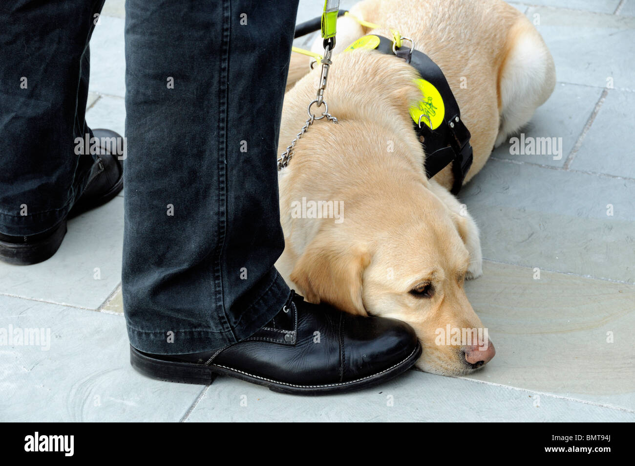 Guide dog for the blind with trainer Stock Photo - Alamy