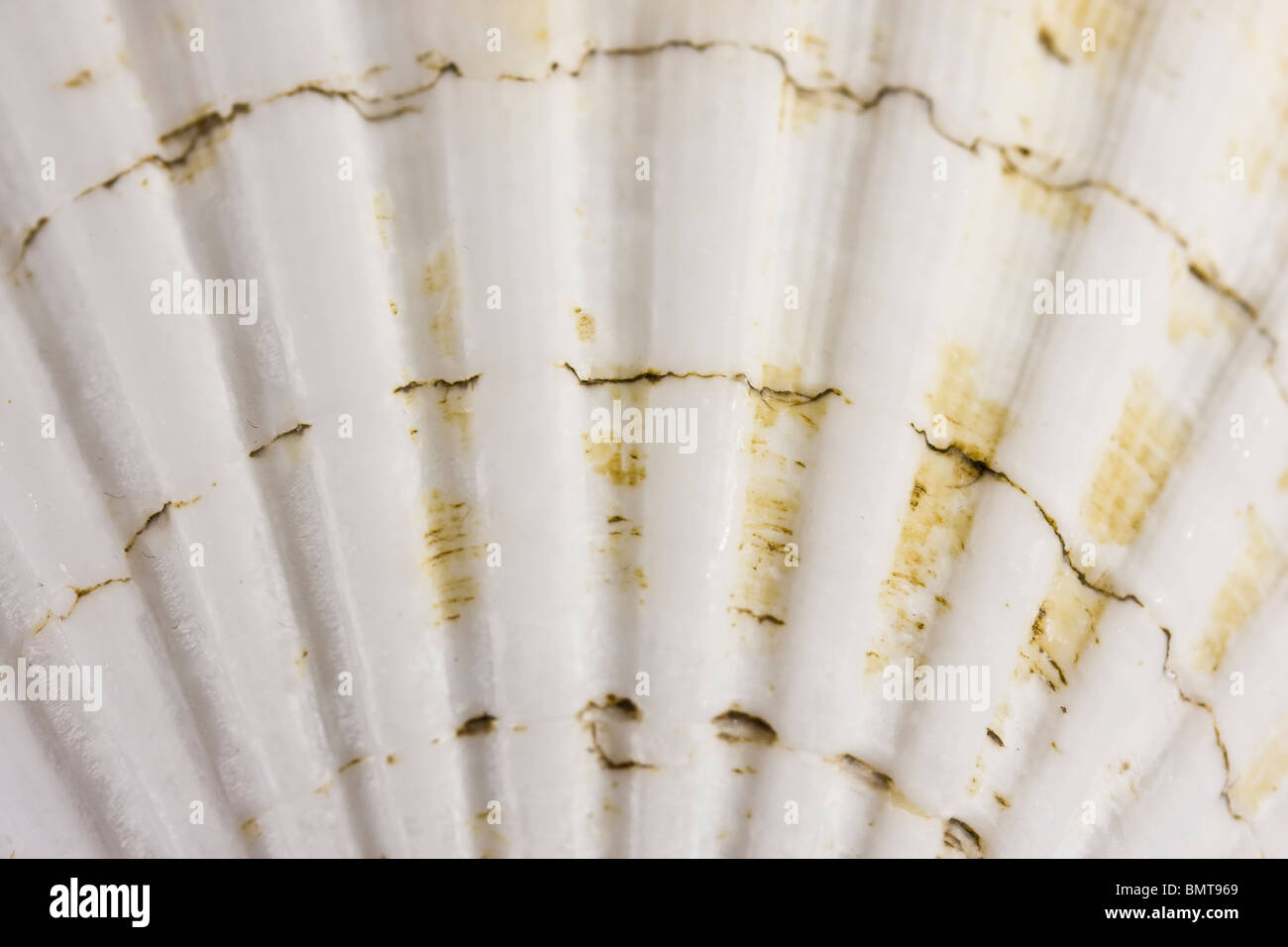 Curved seashell hi-res stock photography and images - Alamy