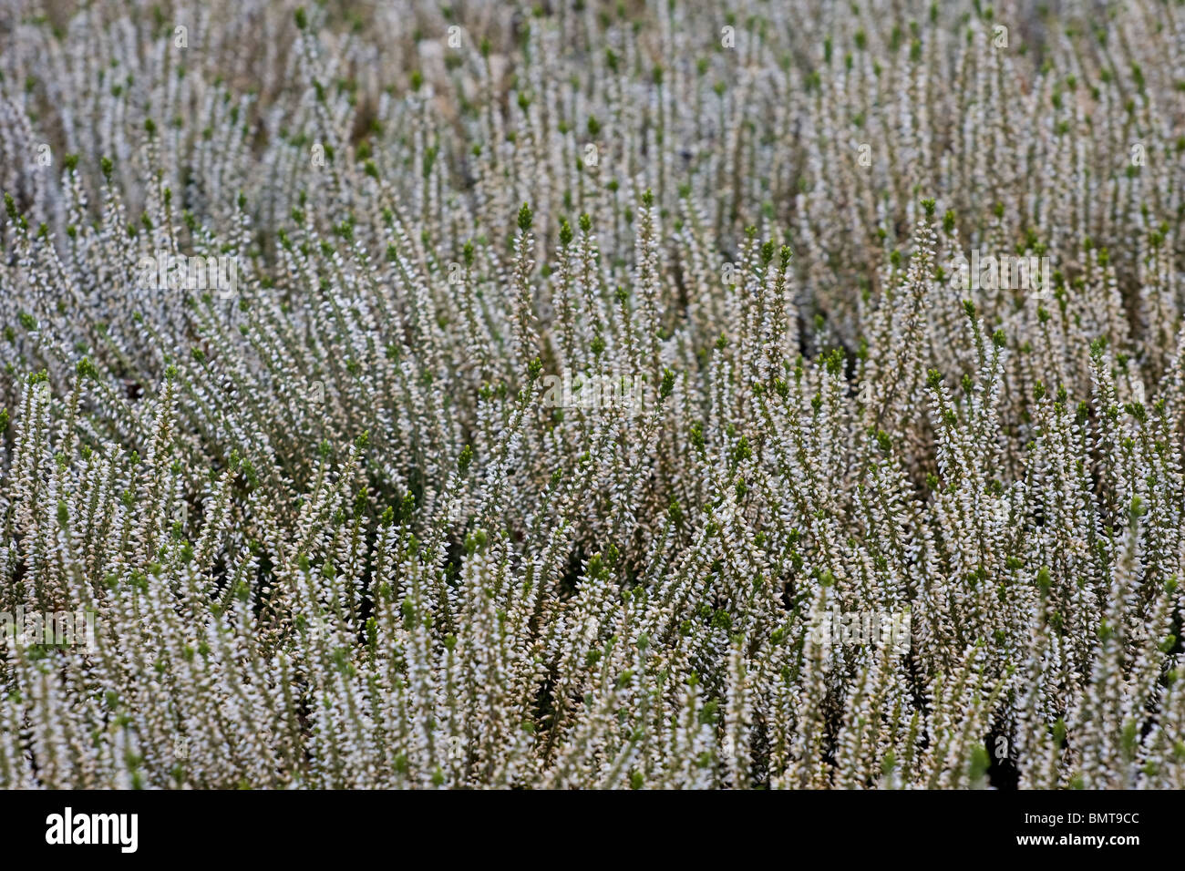 Heather background hi-res stock photography and images - Alamy