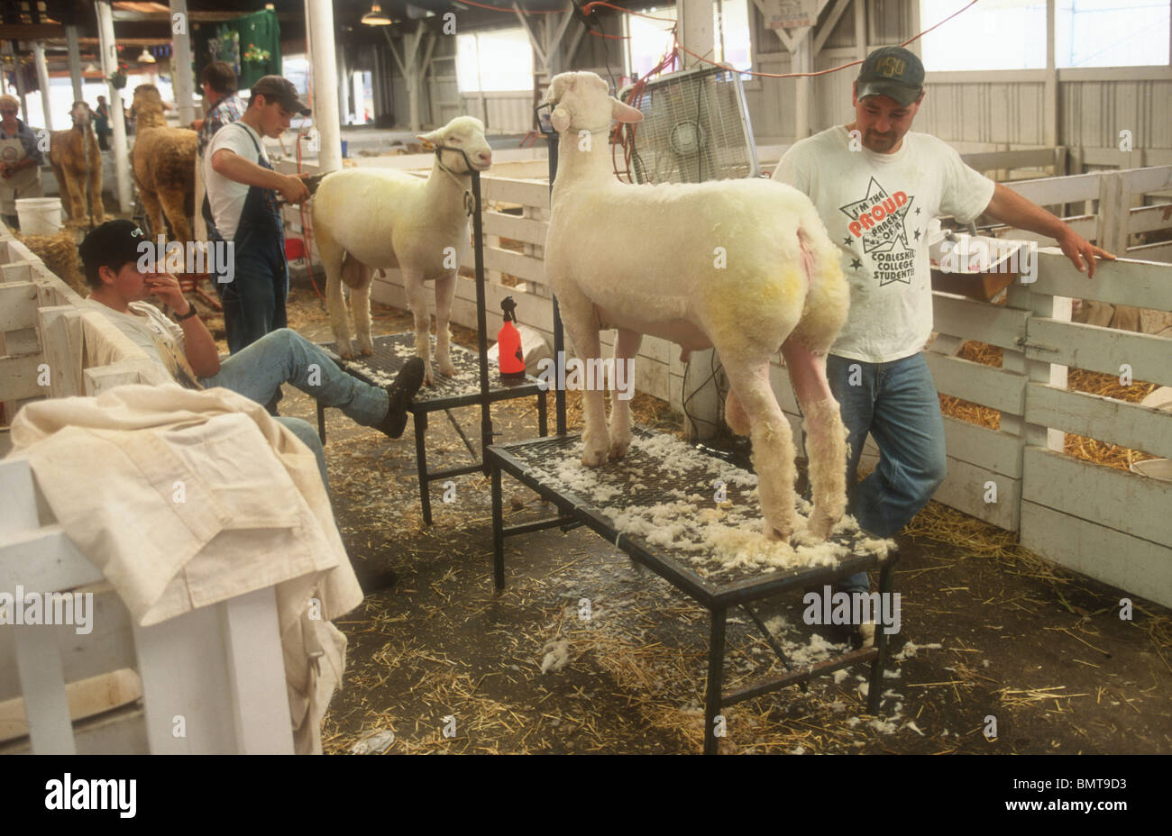 sheep grooming for 4H competition Stock Photo - Alamy