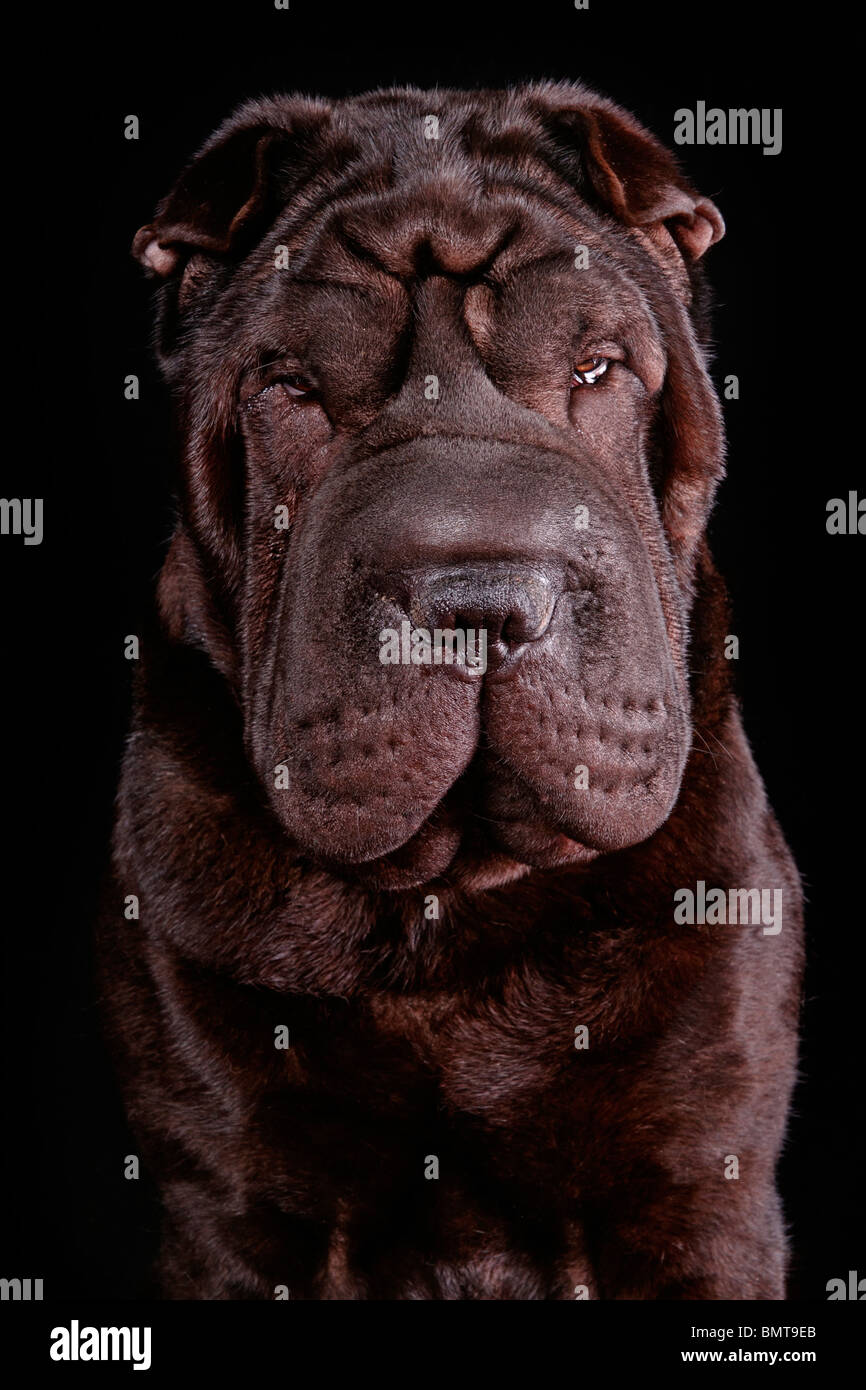 Very Serious Dog Portrait on Black Background Stock Photo - Alamy