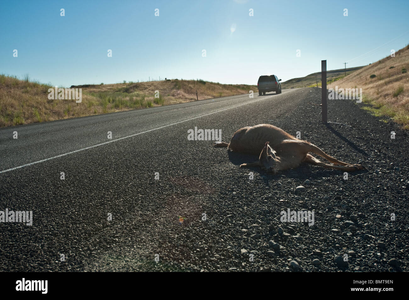 Dead Dear High Resolution Stock Photography and Images - Alamy