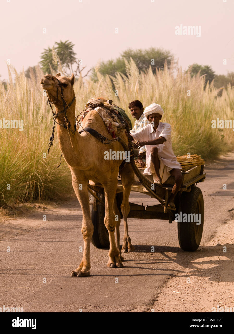 Indian men on camel cart hi-res stock photography and images - Alamy