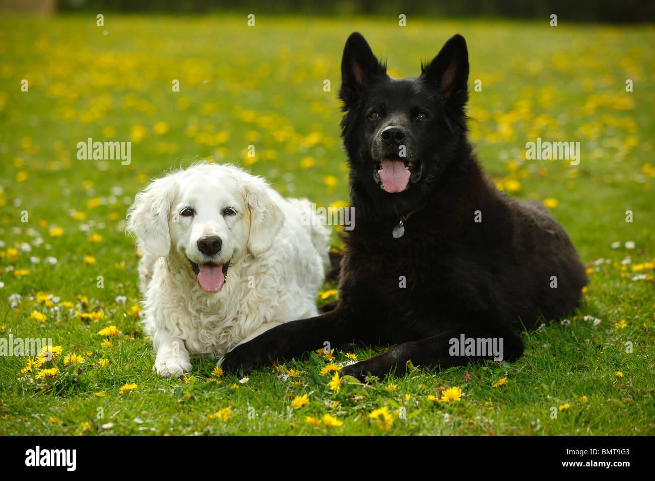 Golden Retriever and Old German Sheepdog, both 12 years old Stock Photo ...