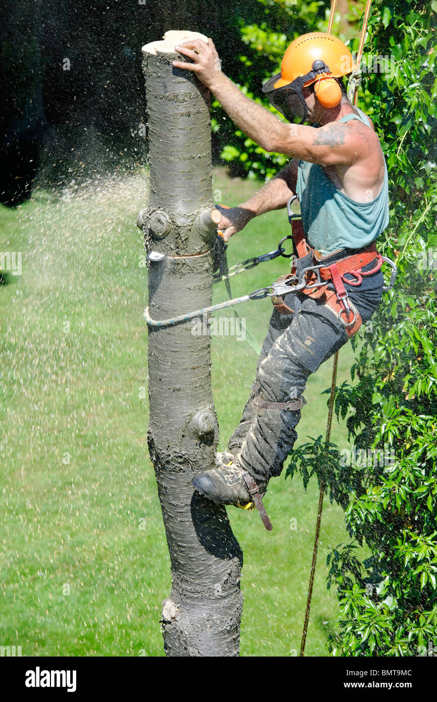 Cut down jack tree hi-res stock photography and images - Alamy