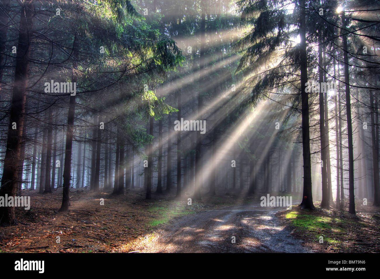 God beams - coniferous forest in the early morning - a film of mist ...