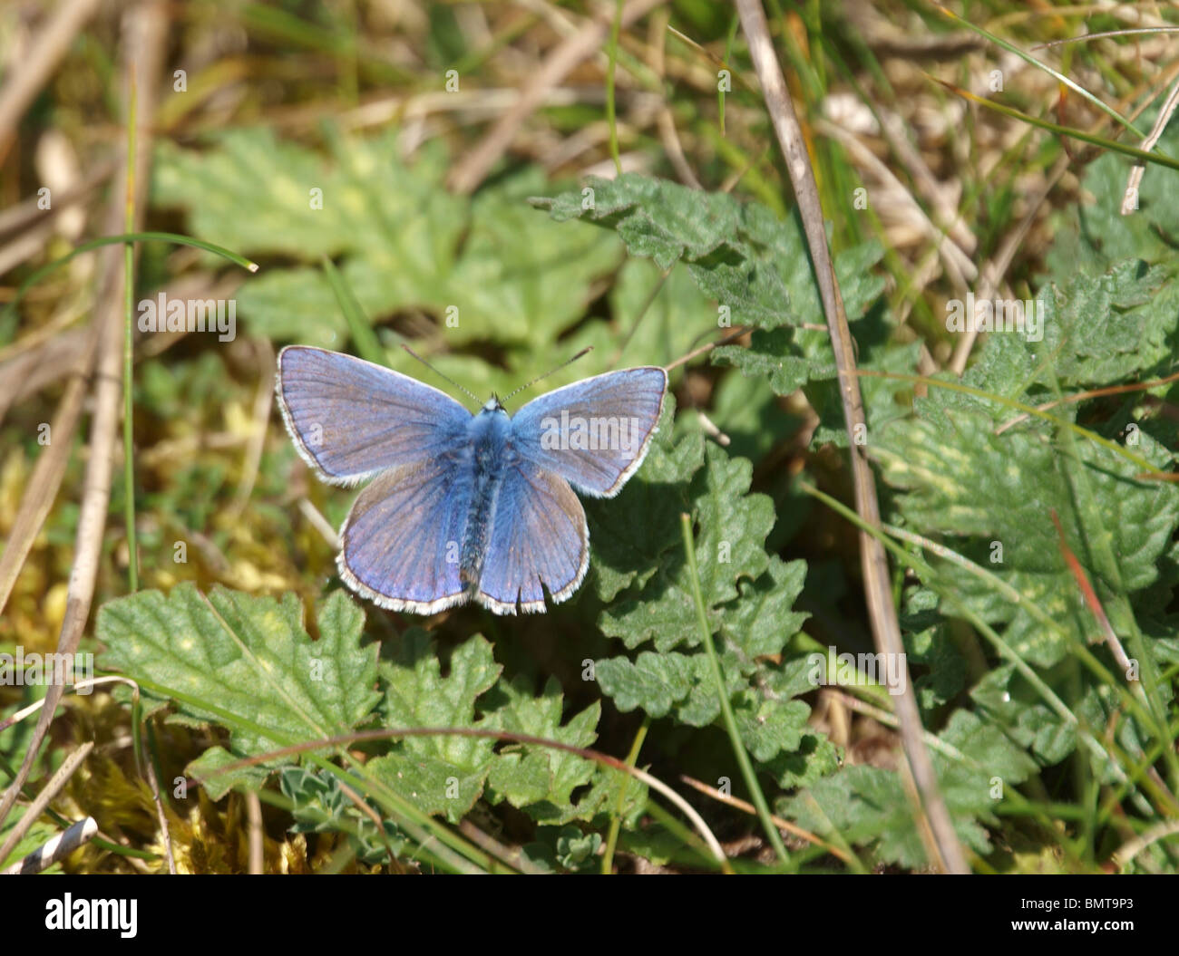 Common blue butterfly, Polyommatus icarus, Cornwall, UK Stock Photo - Alamy