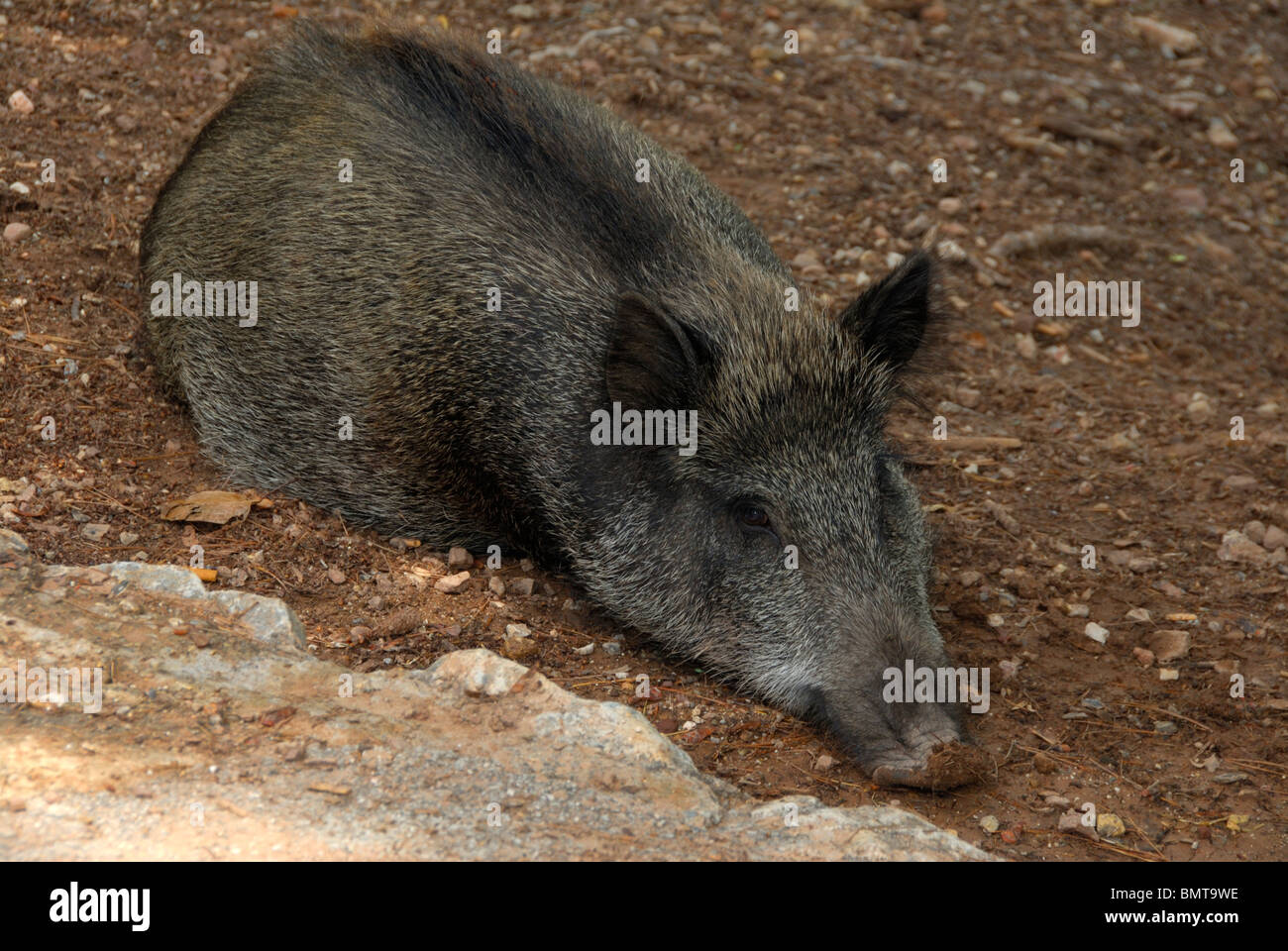 Pig stomach hi-res stock photography and images - Alamy