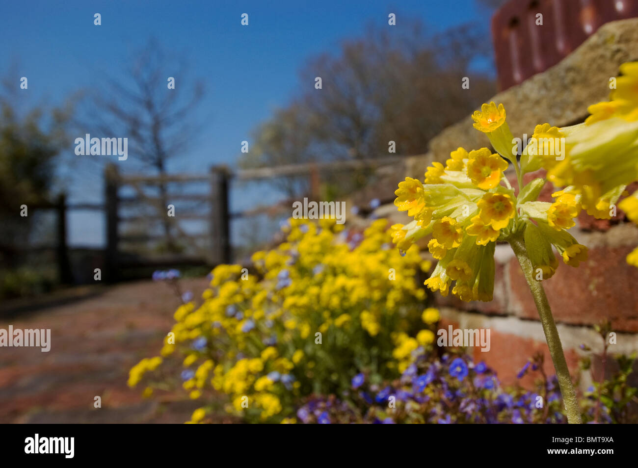 Blue cowslips hi-res stock photography and images - Alamy