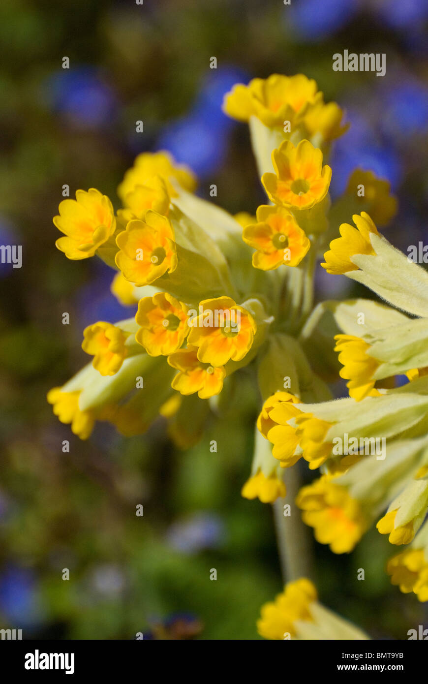 Detail close up cowslip cowslips primula veris hi-res stock photography ...
