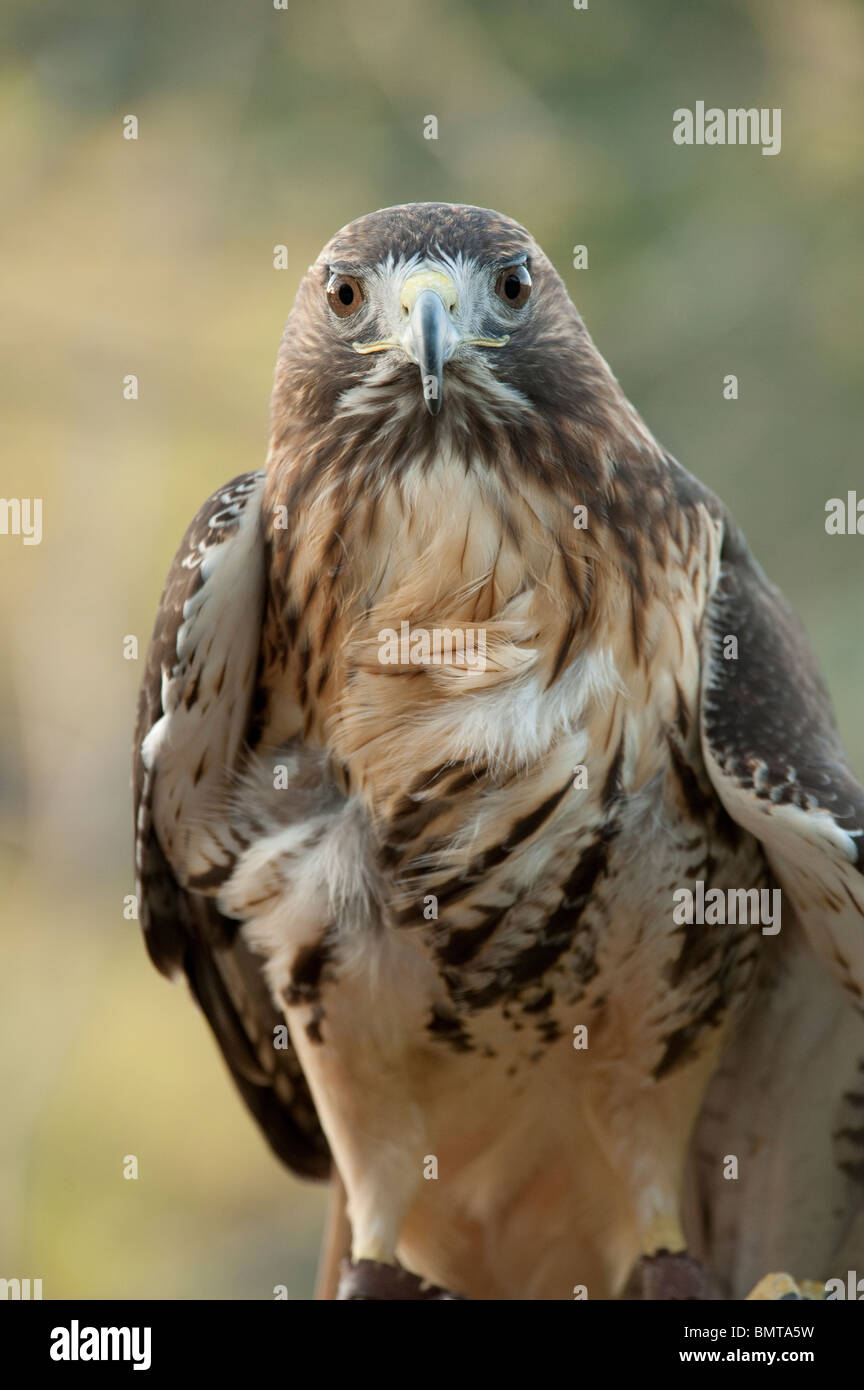 Close up red tailed hawk hi-res stock photography and images - Alamy