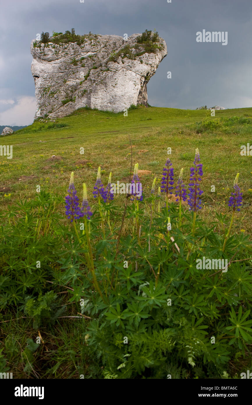 Rock lupin hi-res stock photography and images - Alamy