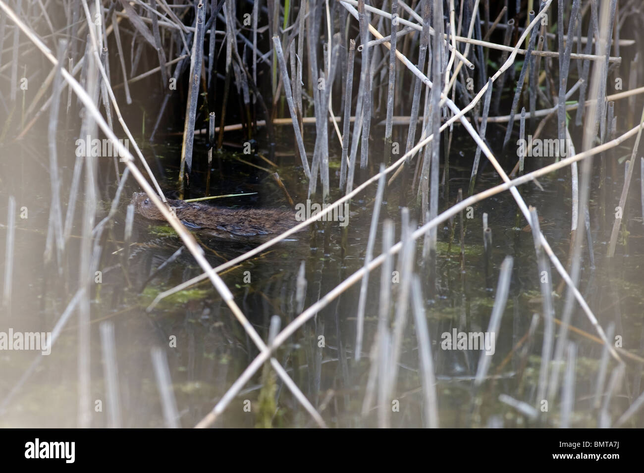 Rainham marshes reeds hi-res stock photography and images - Alamy