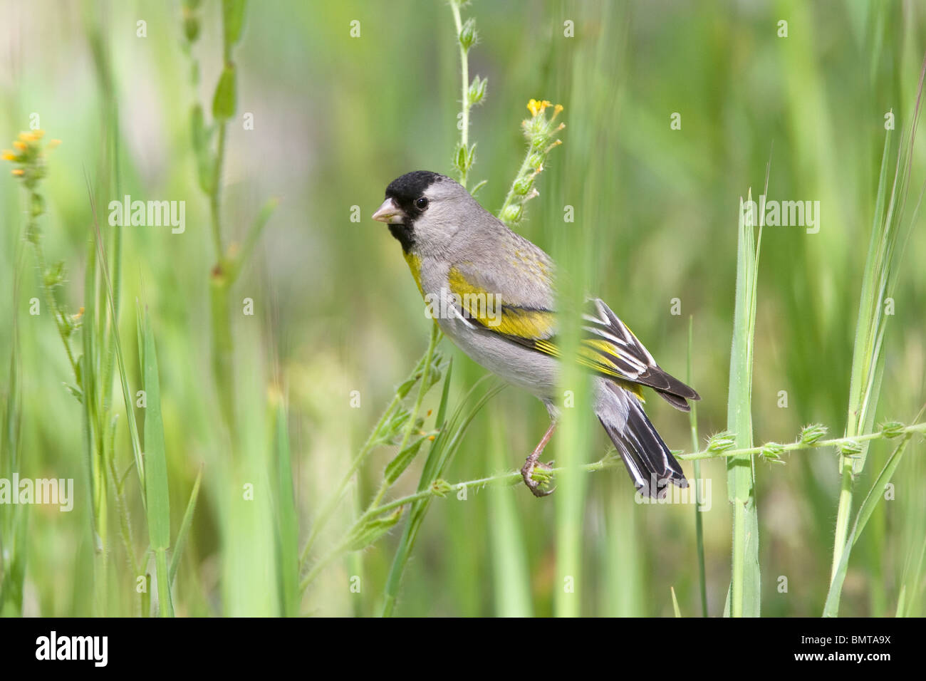 Lawrences goldfinch hi-res stock photography and images - Alamy