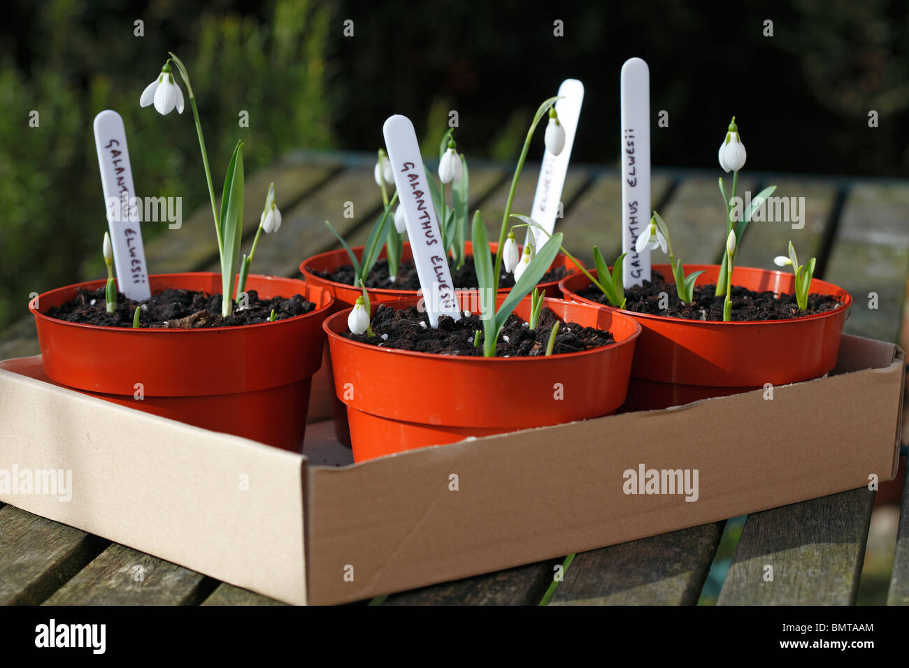 Pots of snowdrops - Galanthus elwesii Stock Photo - Alamy