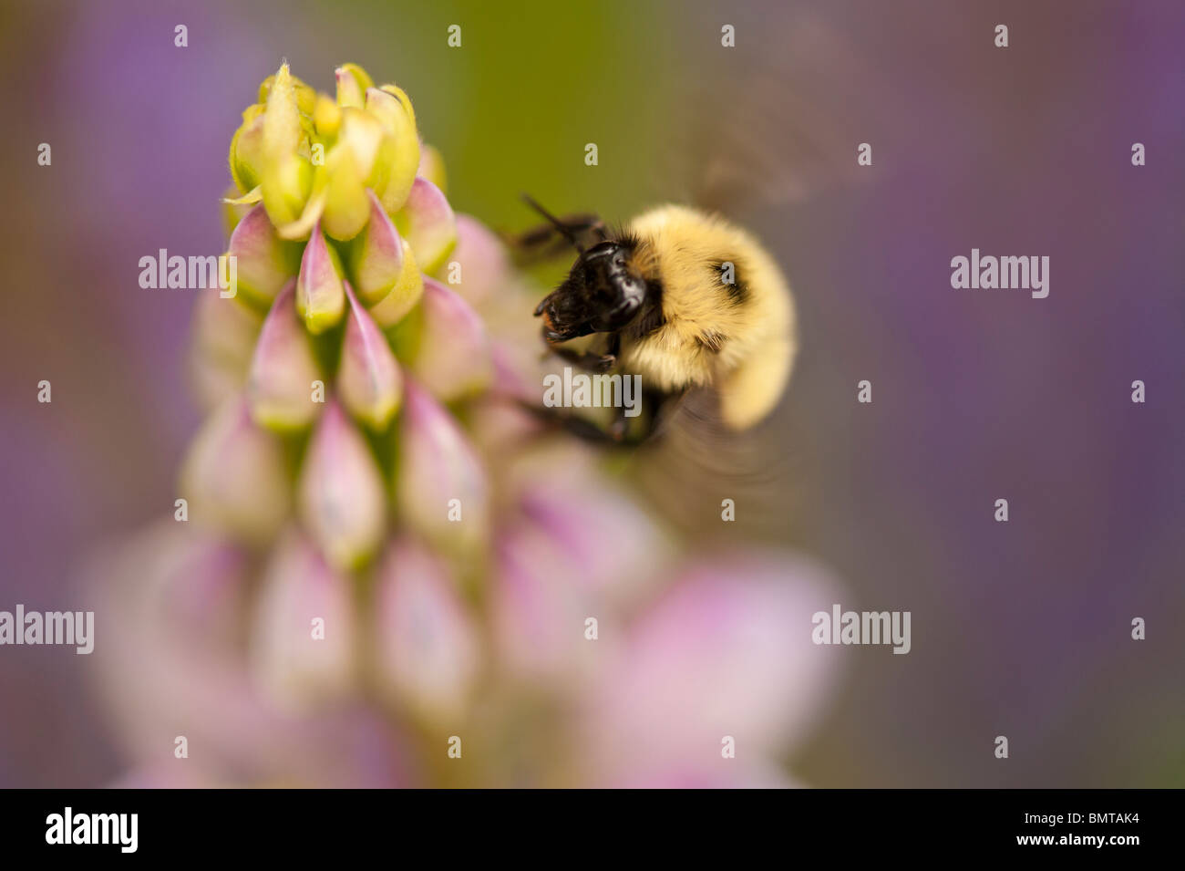A BEE GATHERS POLLEN ON A LUPINE Stock Photo - Alamy