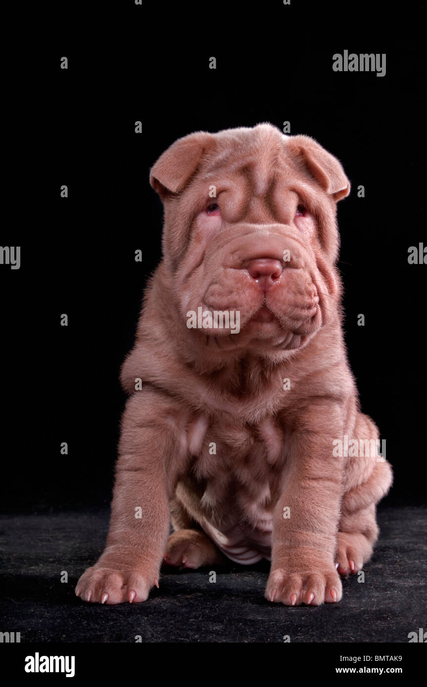 Small Wrinkled Shar-Pei Puppy on Black Background Stock Photo - Alamy