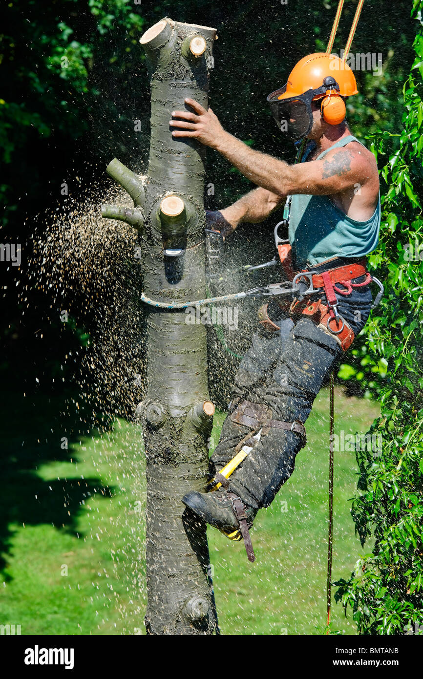 Secured to tree hi-res stock photography and images - Alamy