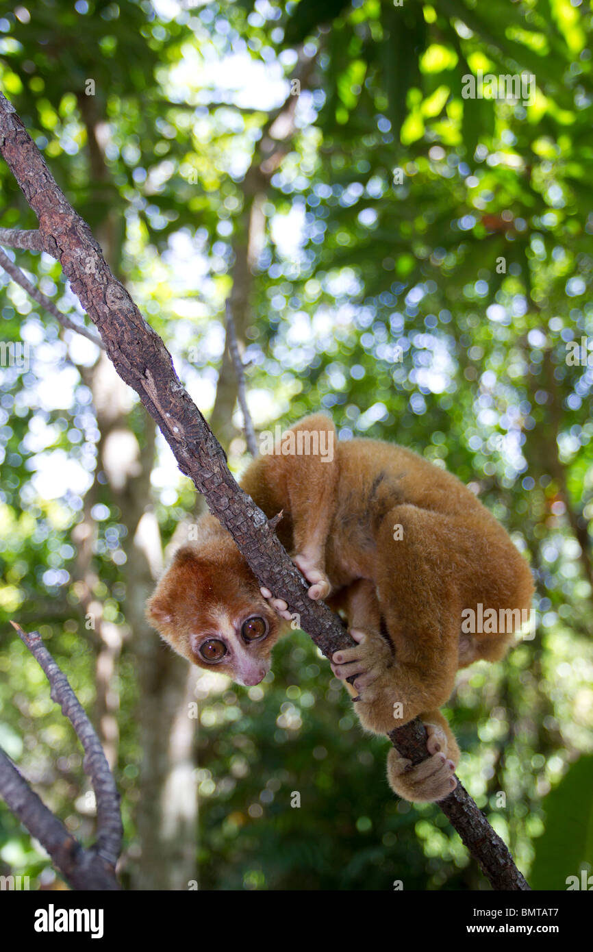 Male Bornean Slow Loris Nycticebus menagensis resting on branch, Borneo ...