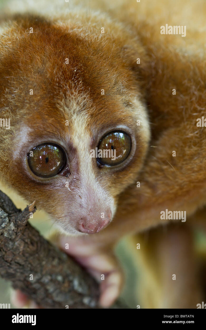 Male Bornean Slow Loris Nycticebus menagensis resting on branch, Borneo ...