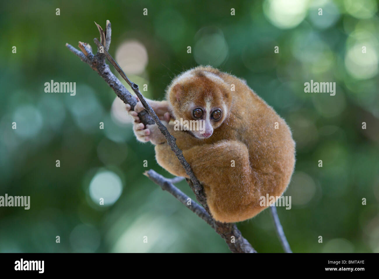 Male Bornean Slow Loris Nycticebus menagensis resting on branch, Borneo ...
