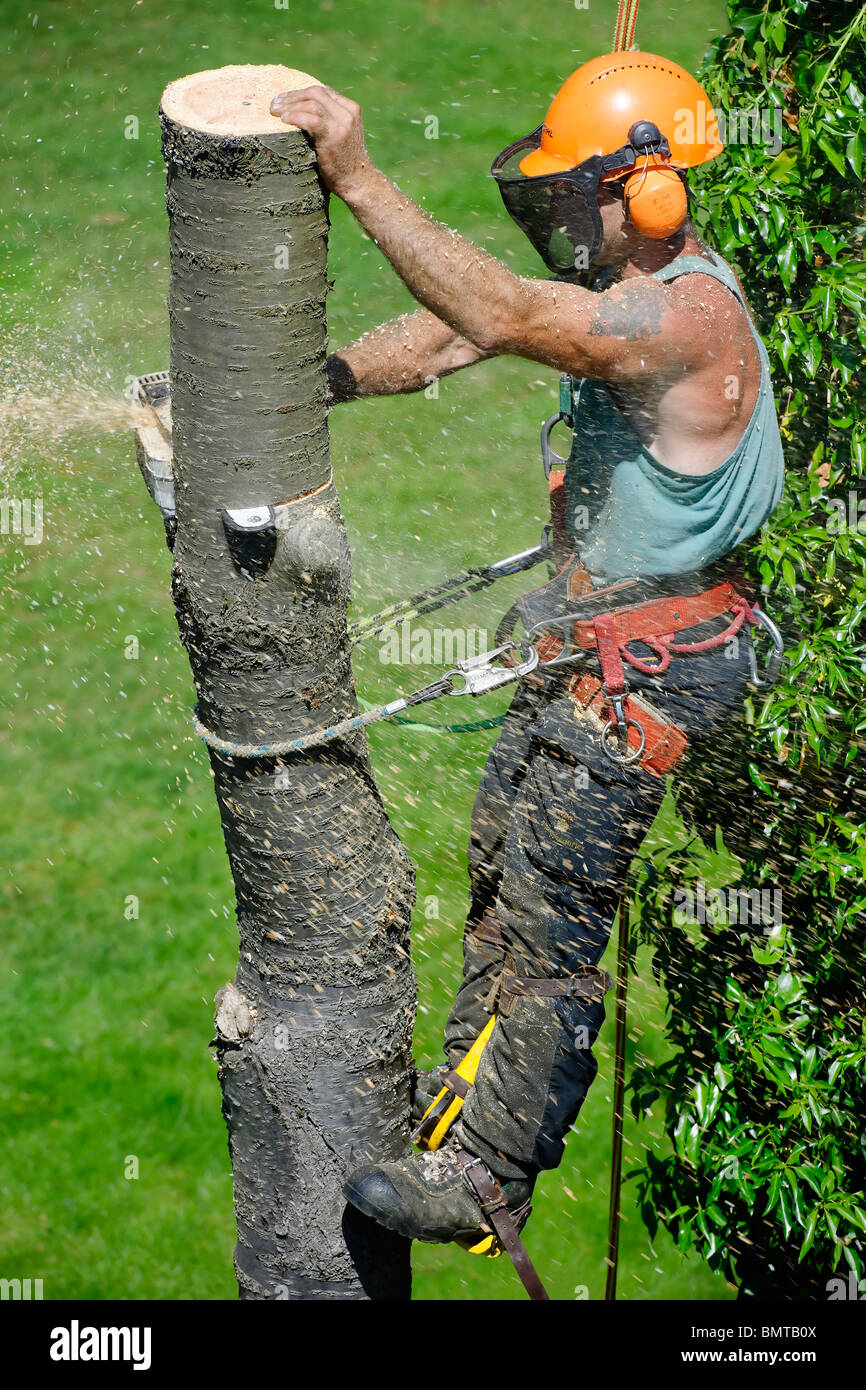 Tree surgeon hi-res stock photography and images - Alamy