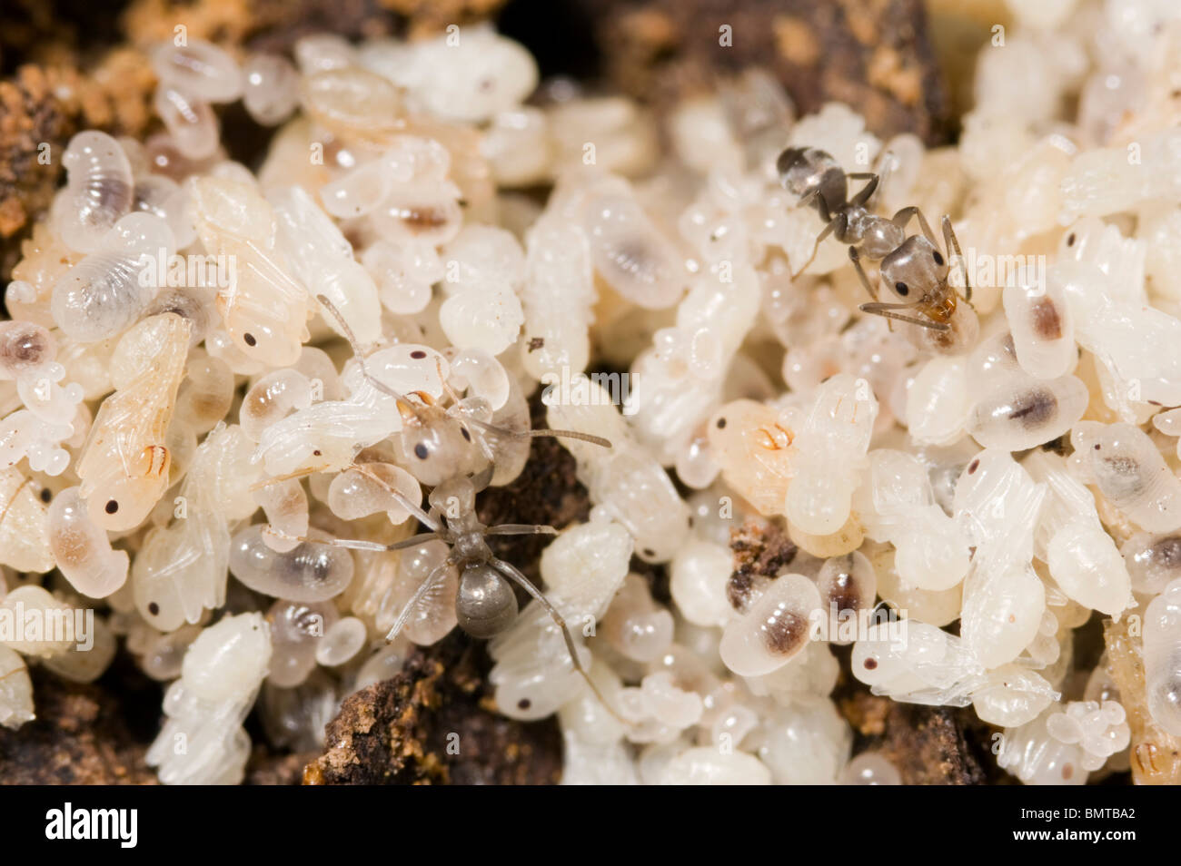 Ant Eggs High Resolution Stock Photography and Images - Alamy