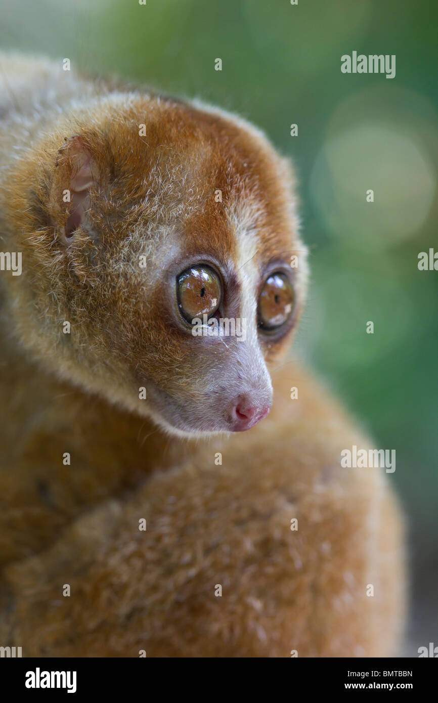 Male Bornean Slow Loris Nycticebus menagensis resting on branch, Borneo ...