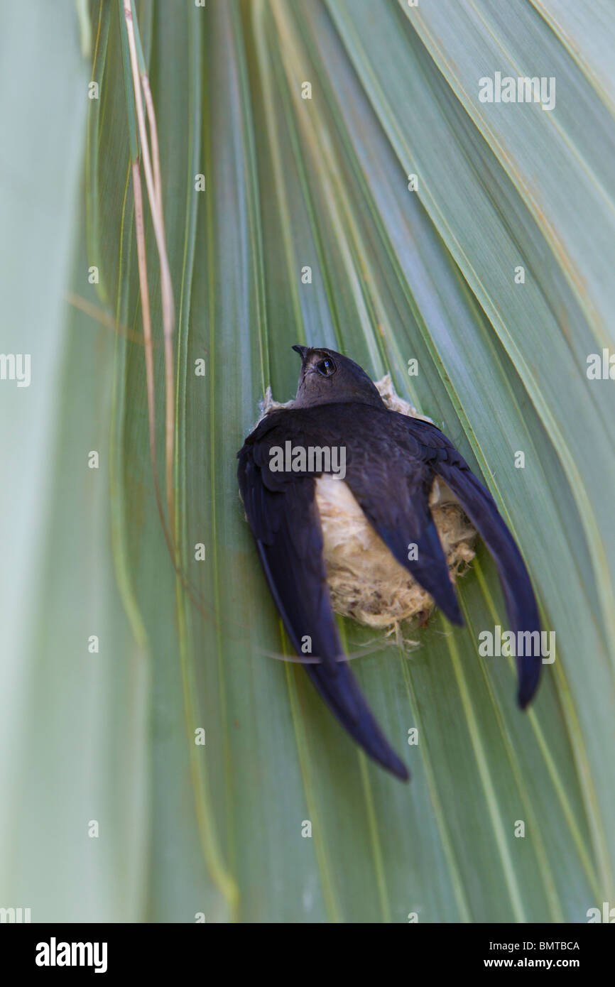 Swift Nest High Resolution Stock Photography and Images - Alamy
