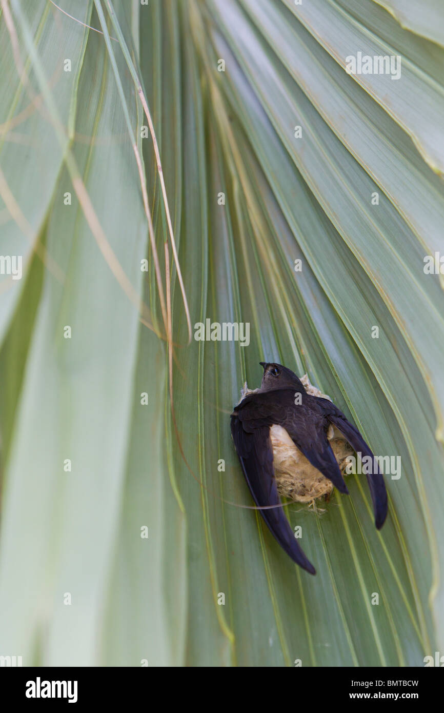 Cypsiurus hi-res stock photography and images - Alamy