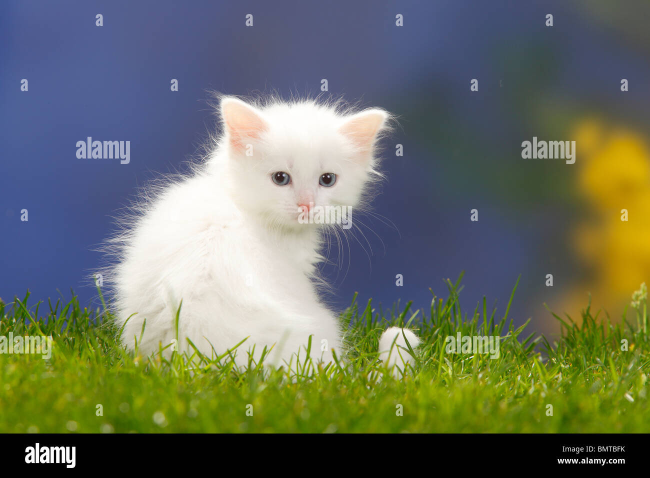 Siberian Forest Cat, kitten, 7 weeks, white / Siberian Cat, Siberia ...