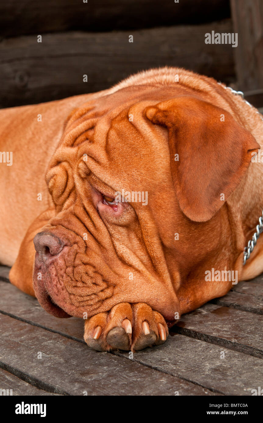 Puppy wrinkled hi-res stock photography and images - Alamy