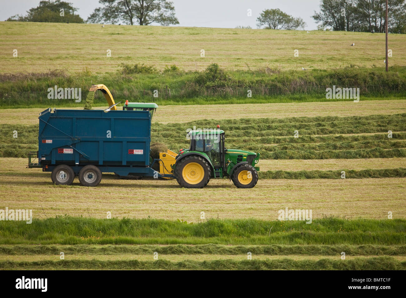 Two farm workers filling a silage container after it has been lined in ...