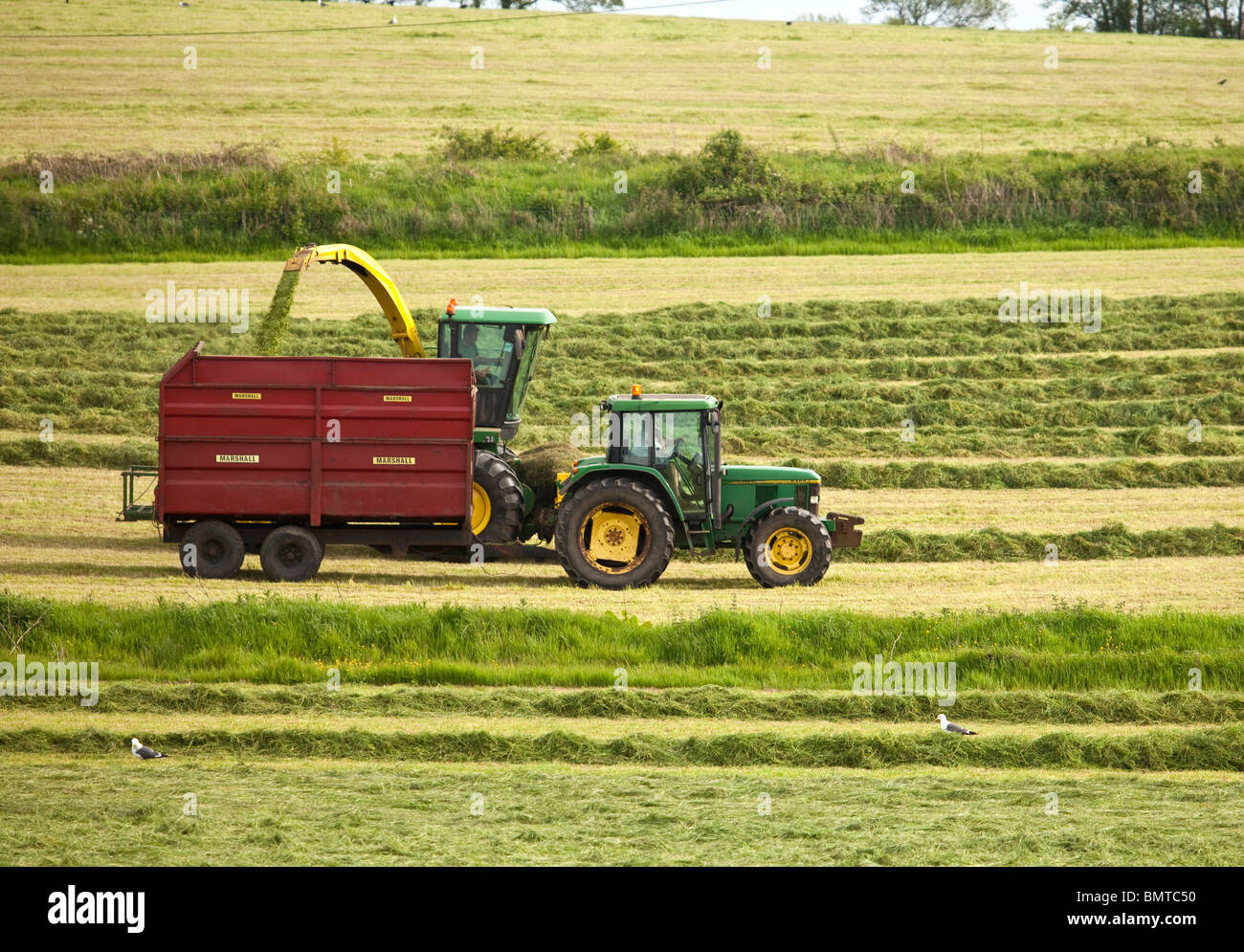Two farm workers in tractors, filling a silage trailer in a field Stock ...