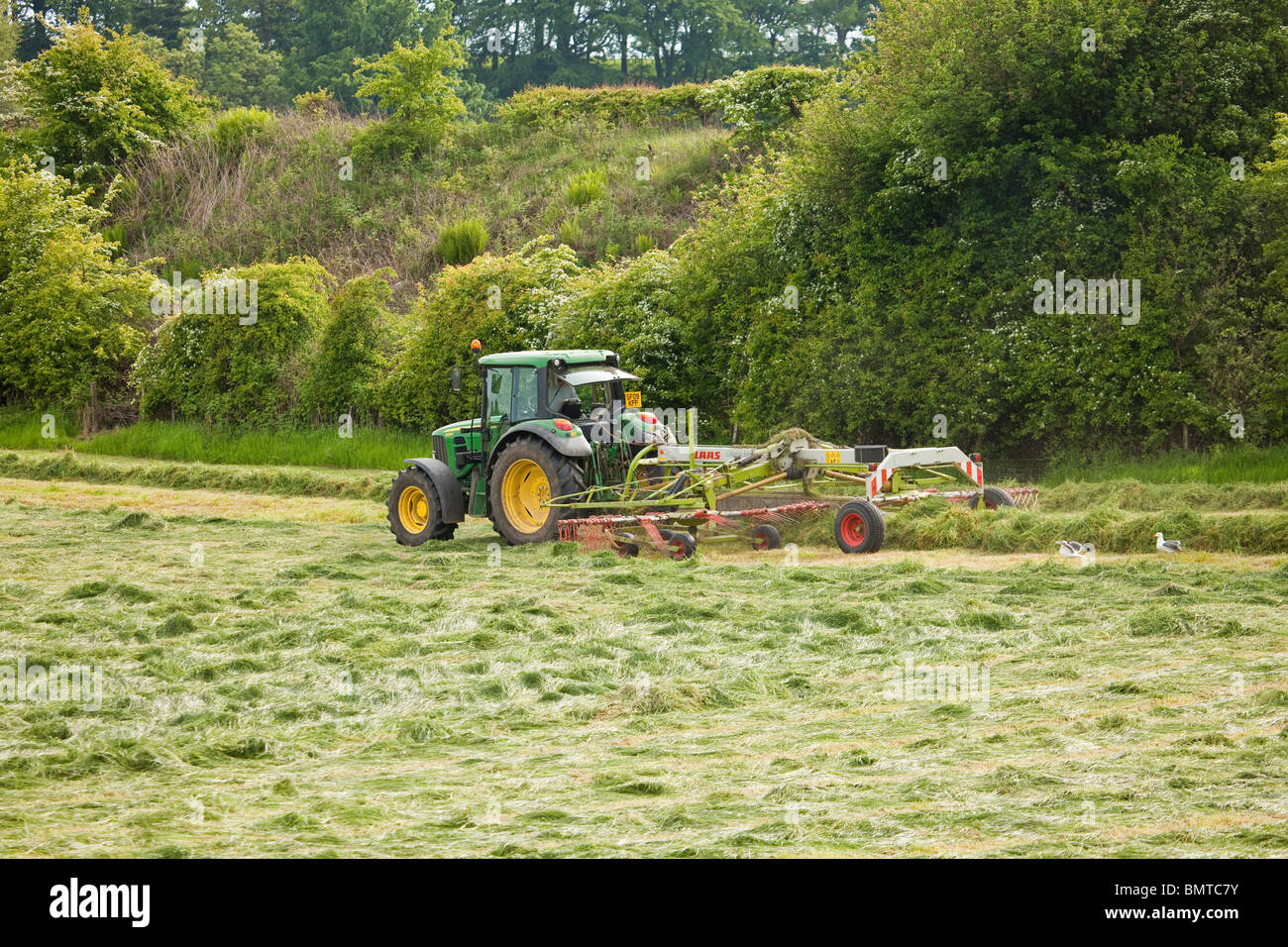 Farmer lining silage - gathering it into heaped rows for easy taking up ...