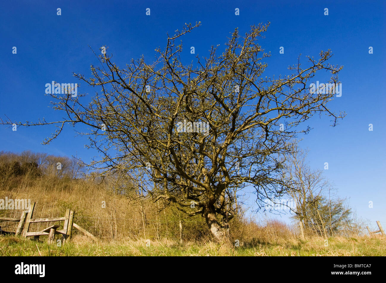 Hawthorn fence hi-res stock photography and images - Alamy