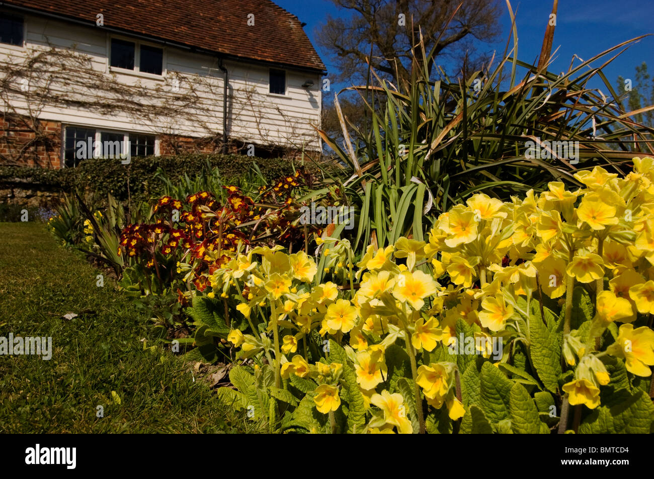 English primula hi-res stock photography and images - Alamy