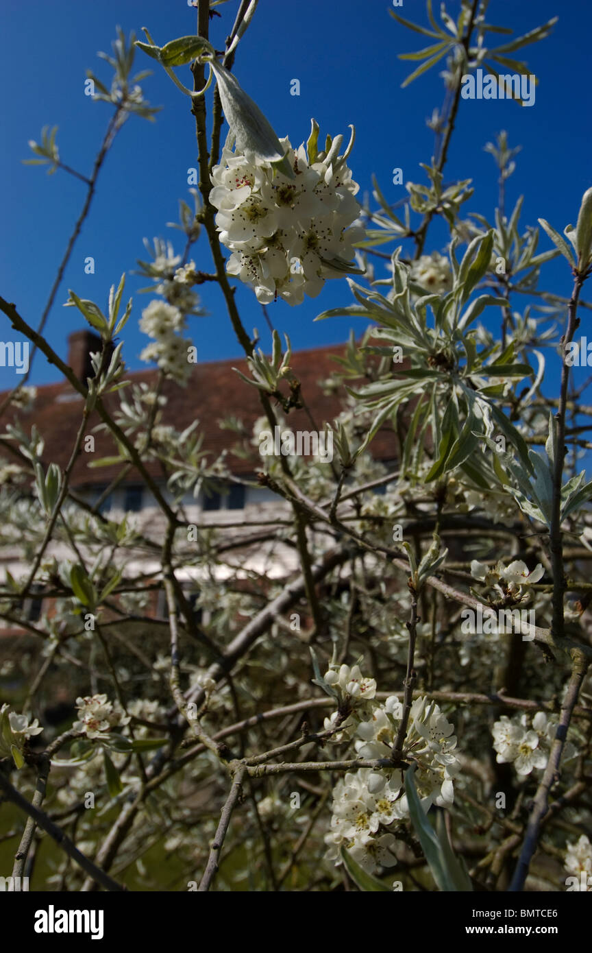Weeping pear tree hi-res stock photography and images - Alamy