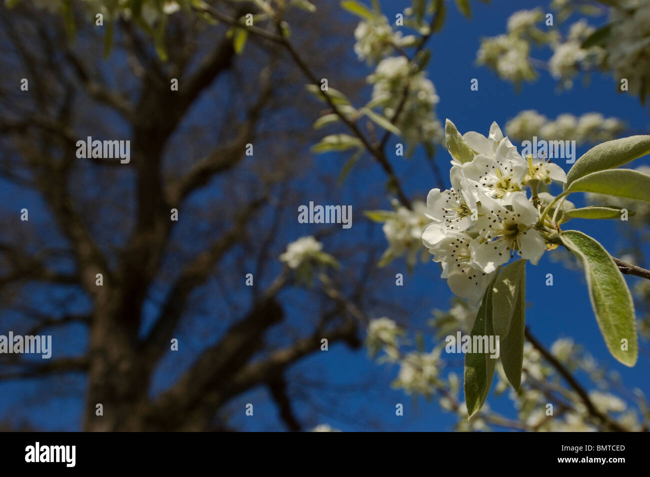 weeping pear blossom Stock Photo - Alamy