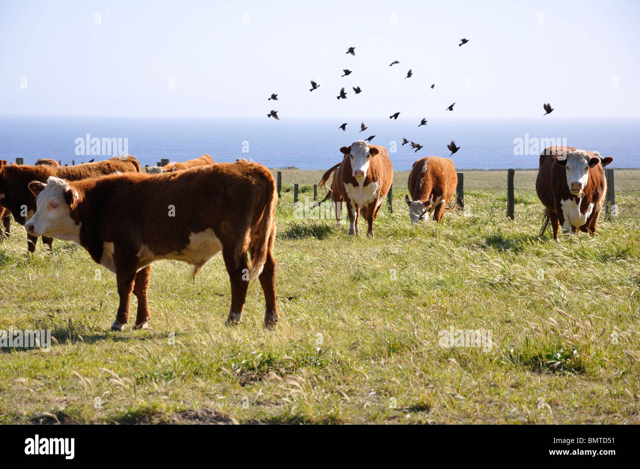 California cows, USA Stock Photo - Alamy