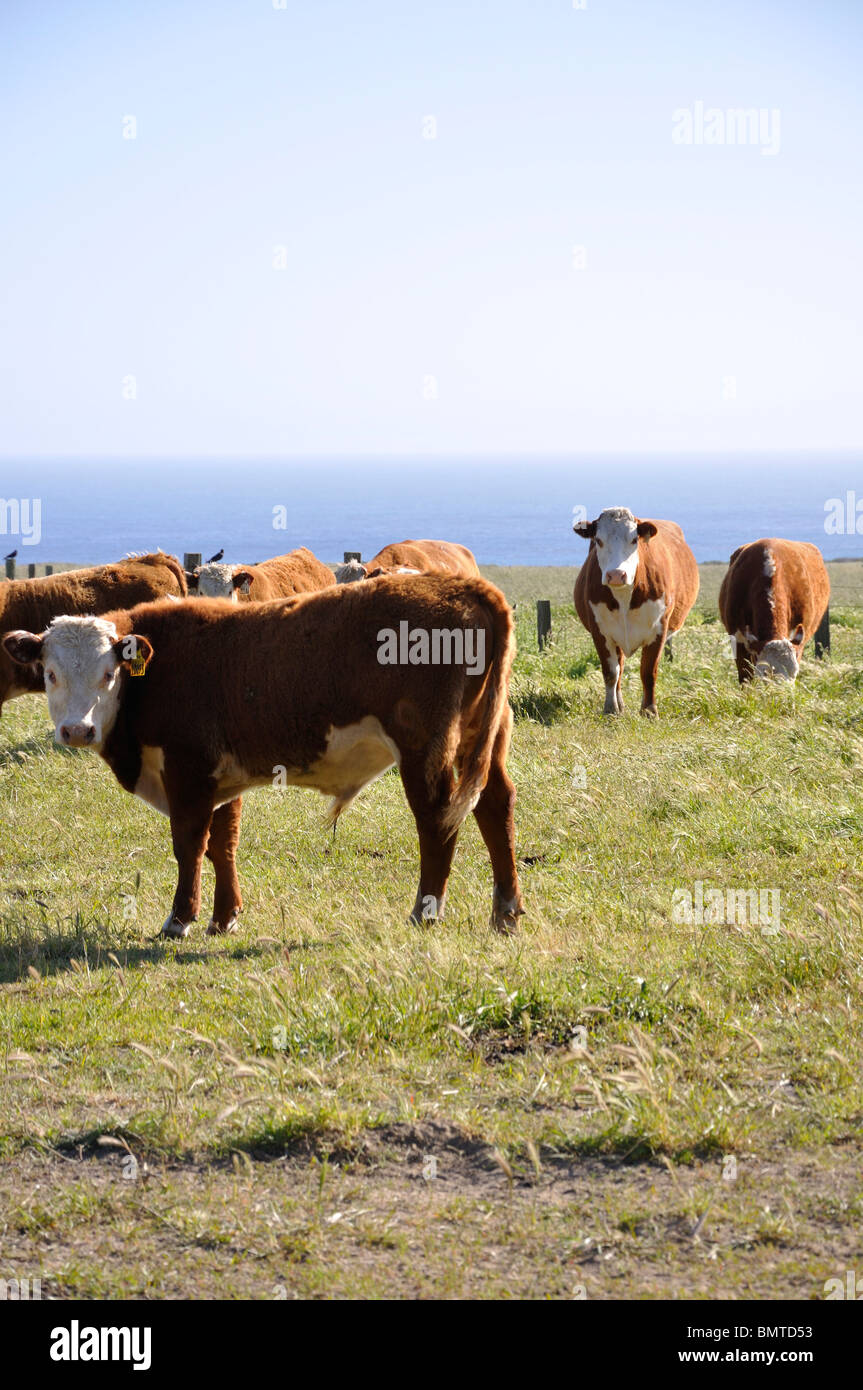 California cows, USA Stock Photo - Alamy