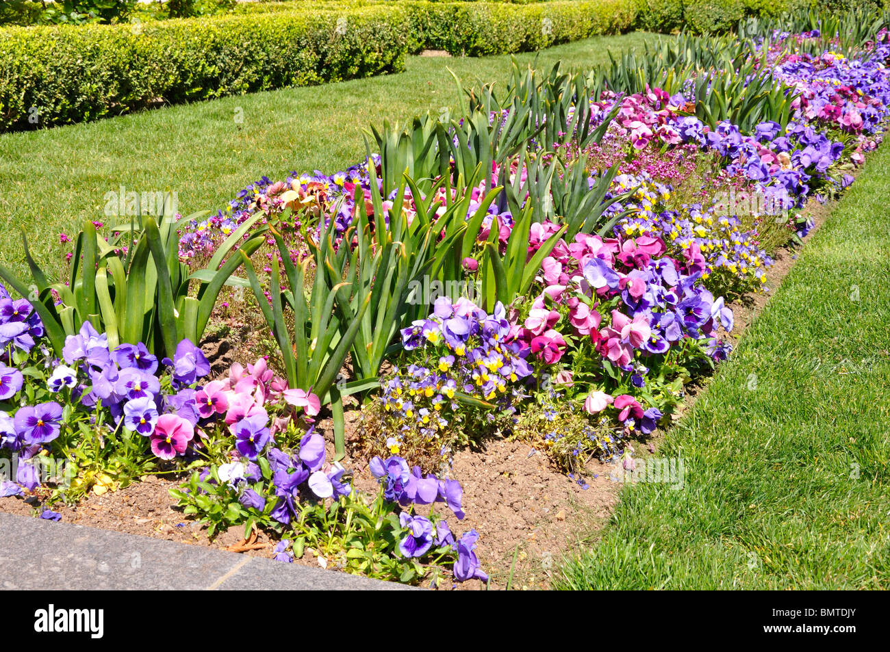 Garden with mixed flowers blooming in spring Stock Photo - Alamy
