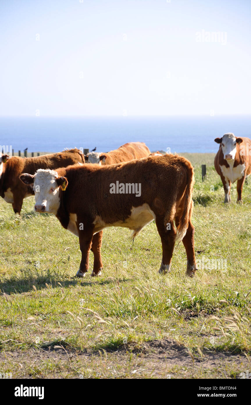 California cows, USA Stock Photo - Alamy