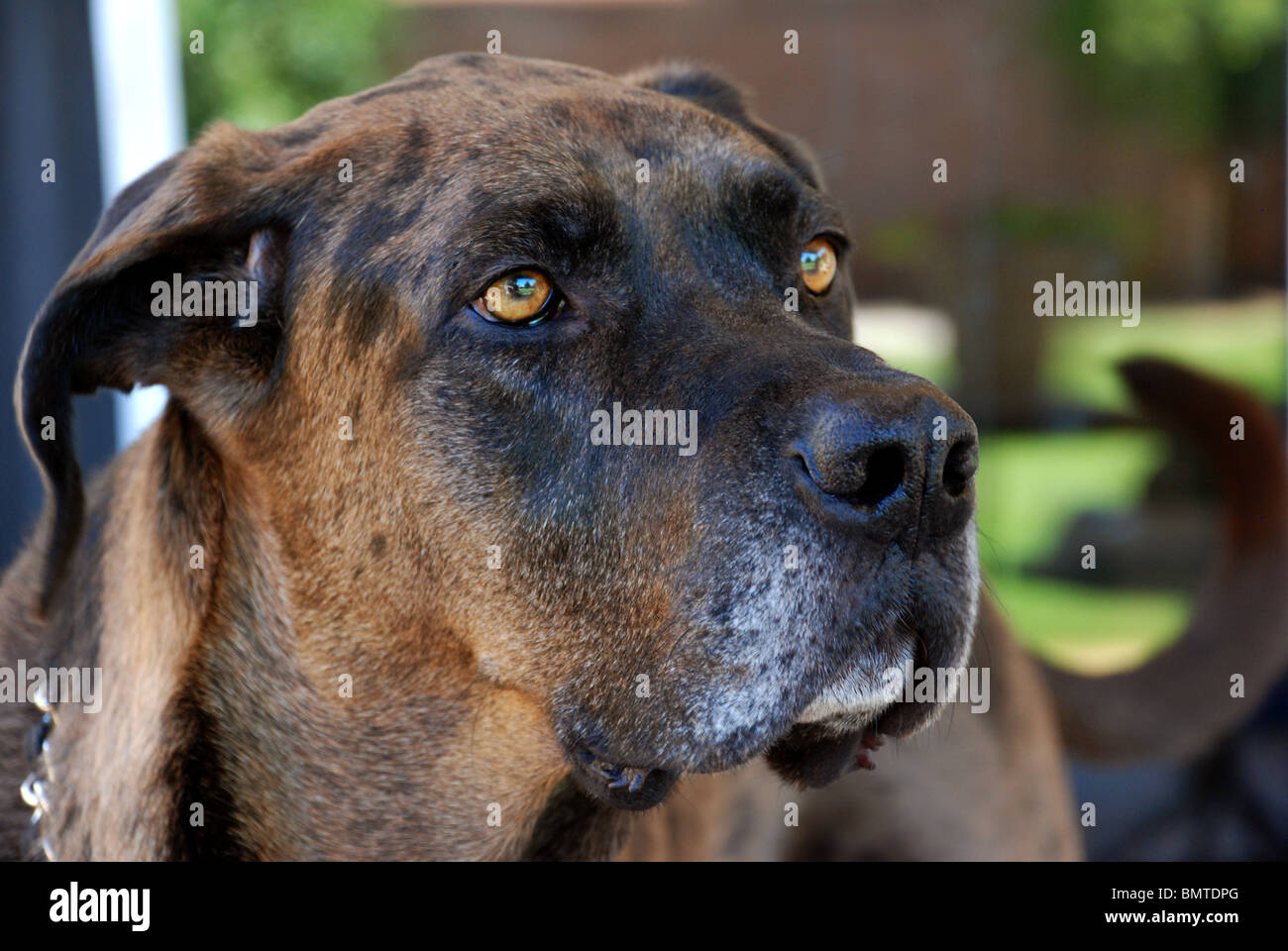 Great Dane portrait Stock Photo - Alamy