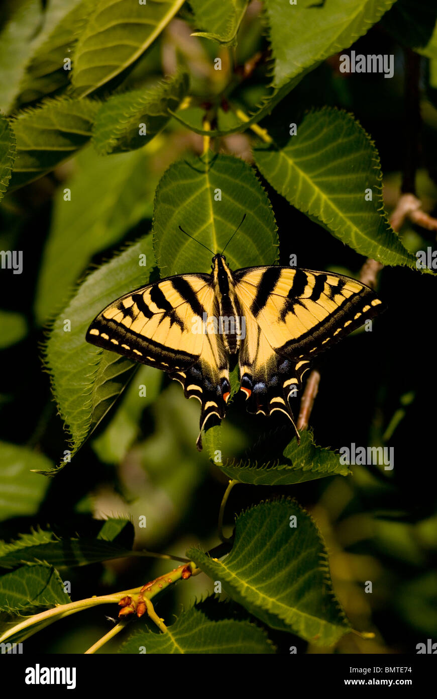 Western tiger swallowtail -Papilio rutulus Stock Photo - Alamy