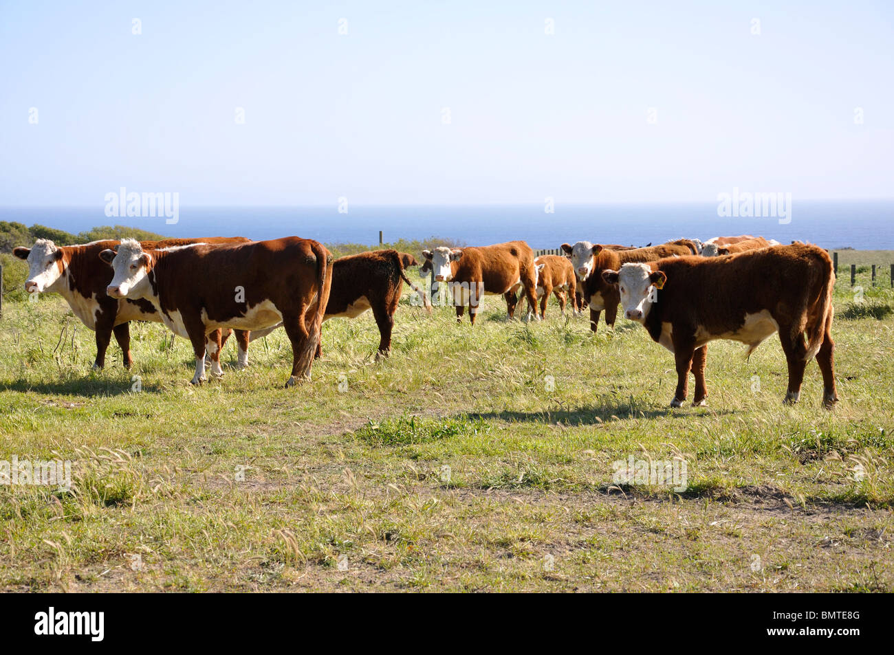 California cows, USA Stock Photo - Alamy
