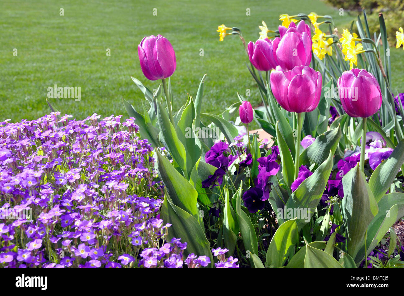 Garden with mixed flowers blooming in spring Stock Photo - Alamy